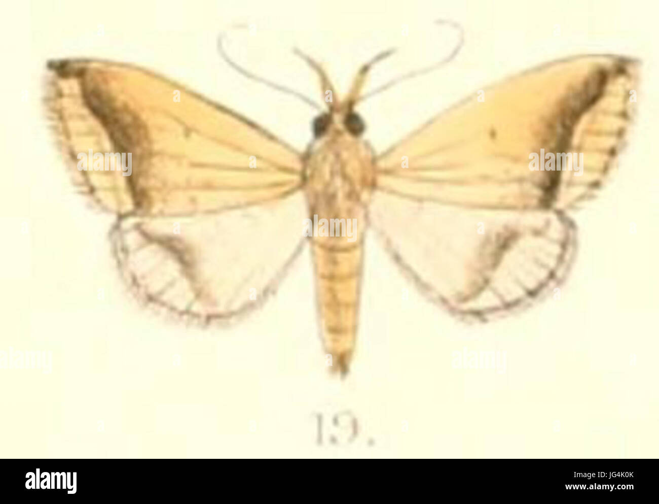 Simplicia hi-res stock photography and images - Alamy