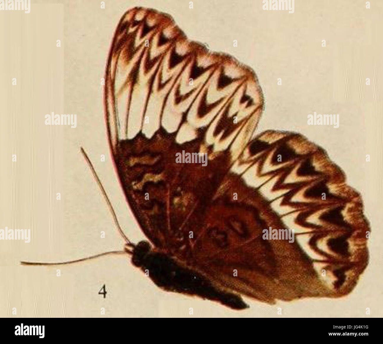 Cymothoe Stock Photos & Cymothoe Stock Images - Alamy