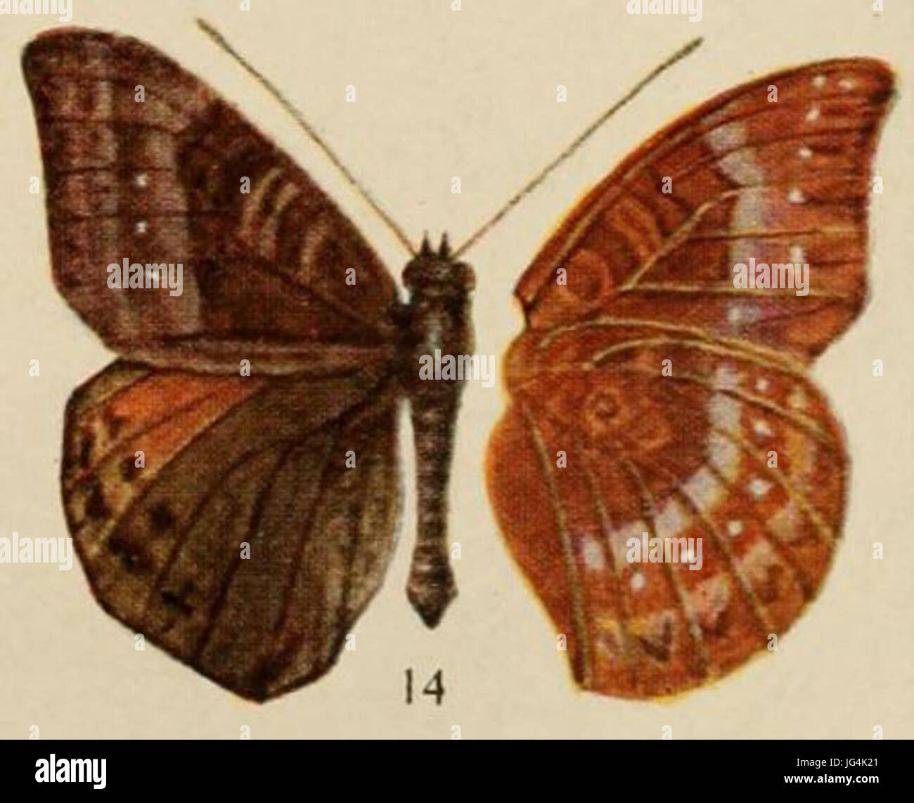 Rotundata hi-res stock photography and images - Alamy