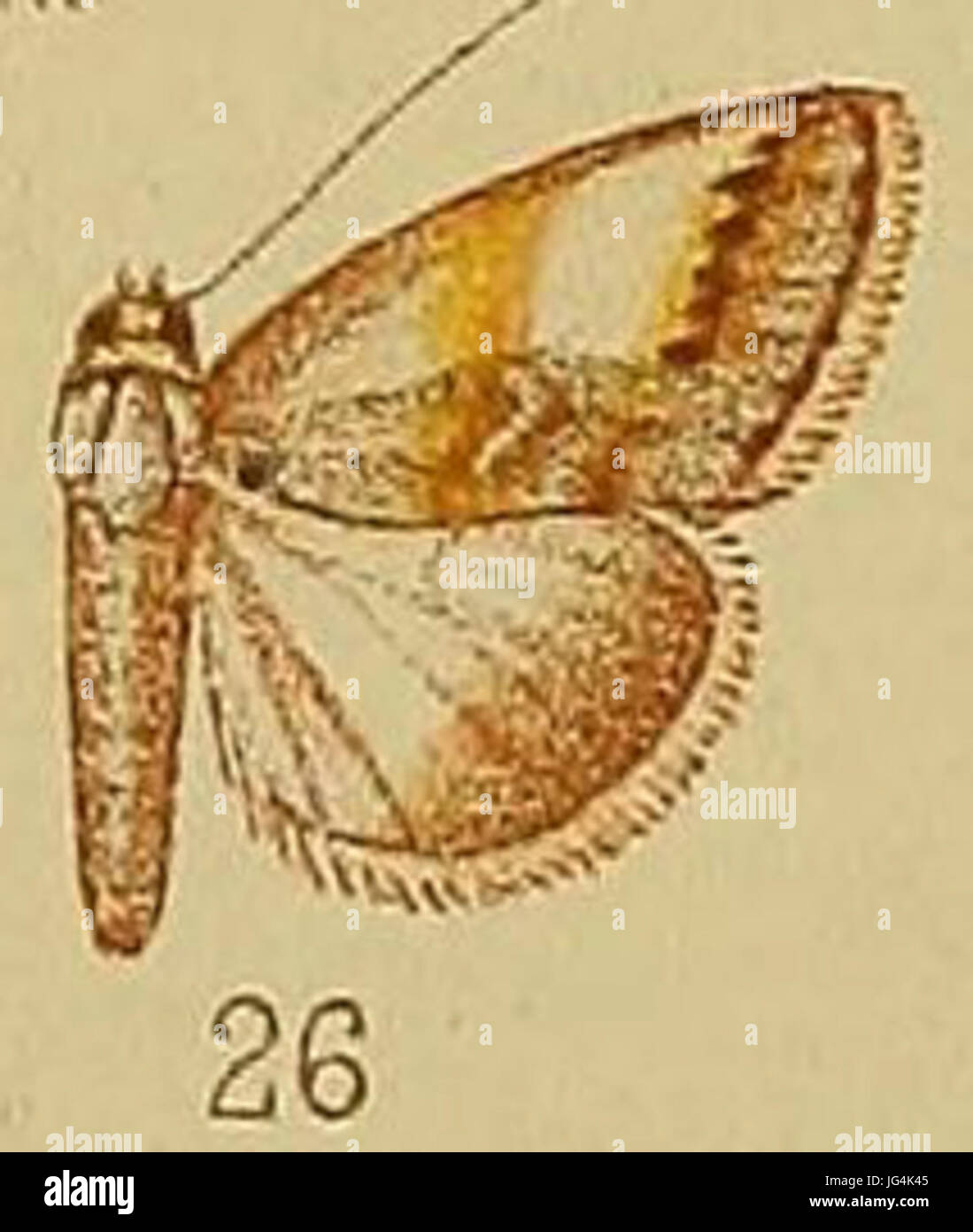 Pl.36-fig.26-Negeta albigrisea 28Hampson 191029 28Westermannia29 Stock ...