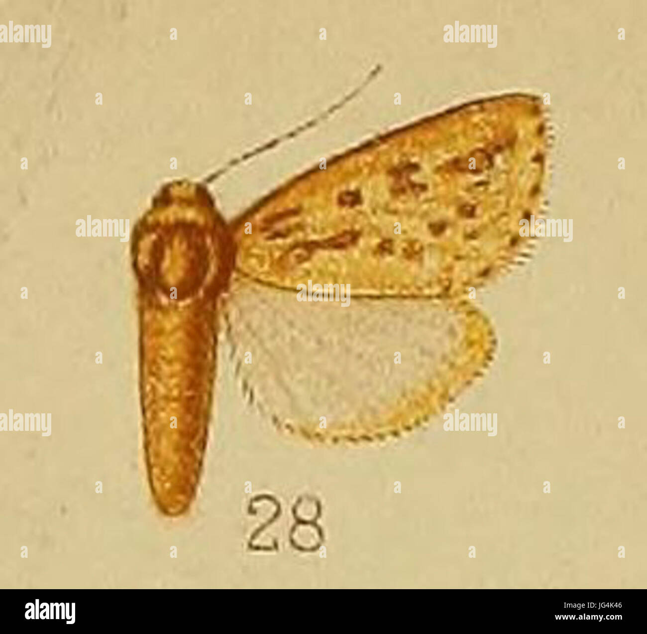 Masalia hi-res stock photography and images - Alamy