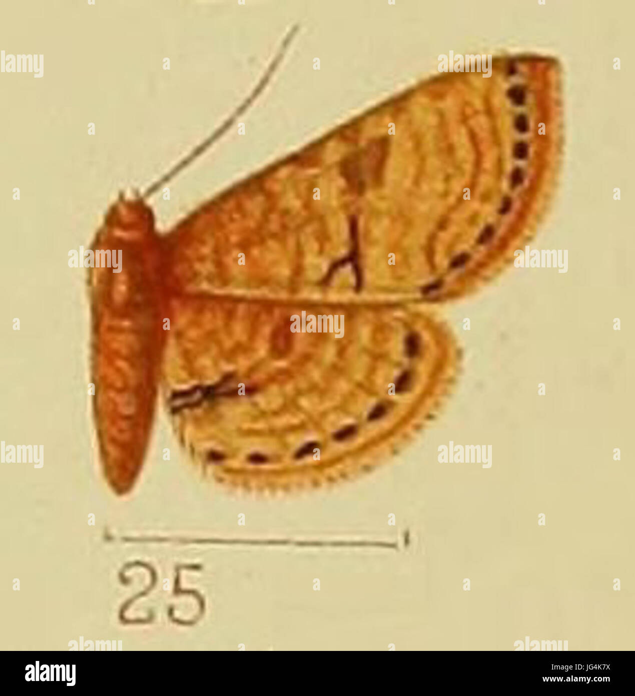 Discata hi-res stock photography and images - Alamy