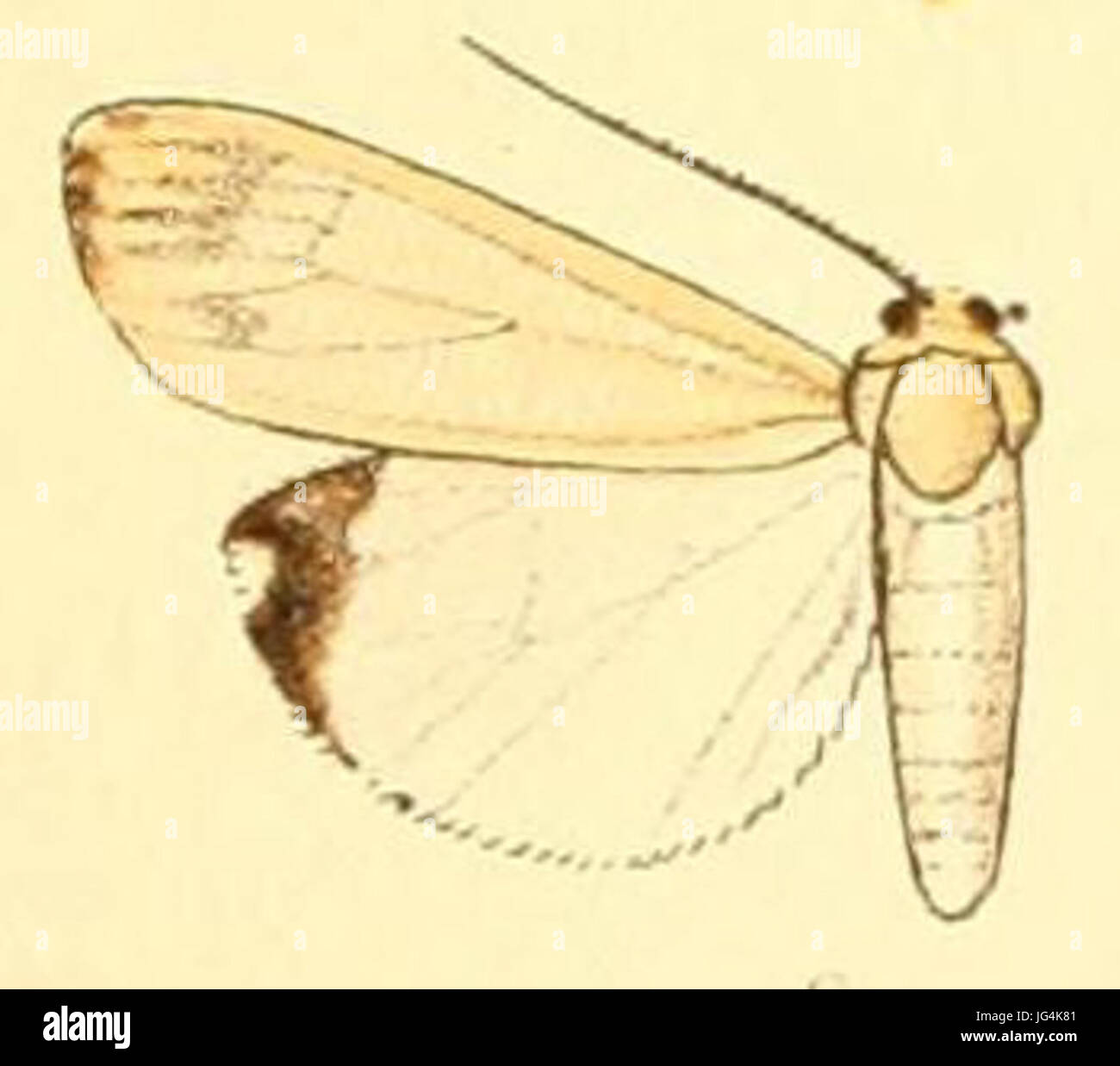 Utetheisa hi-res stock photography and images - Alamy