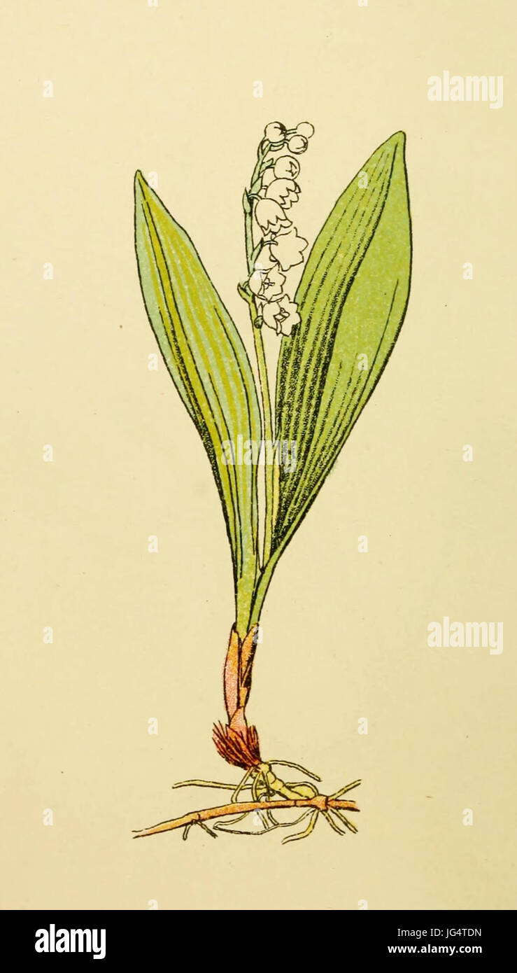 Botanical illustration of convallaria majalis hi-res stock photography ...