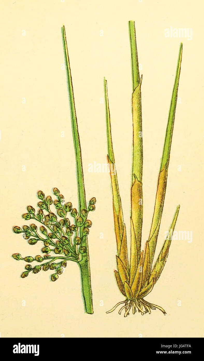 Juncus effusus, commonly known as soft rush, is a perennial plant found ...