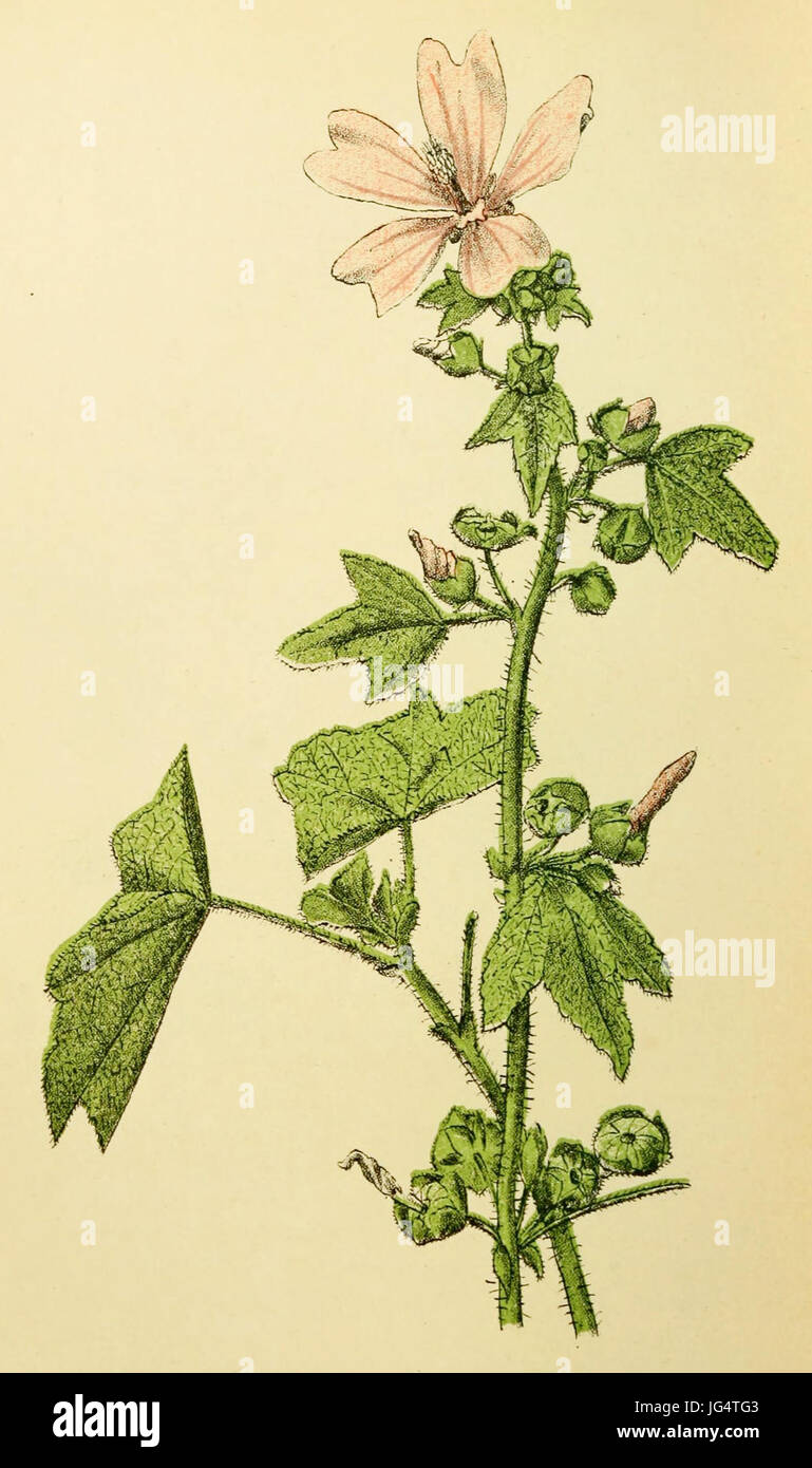Malva sylvestris drawing hi-res stock photography and images - Alamy