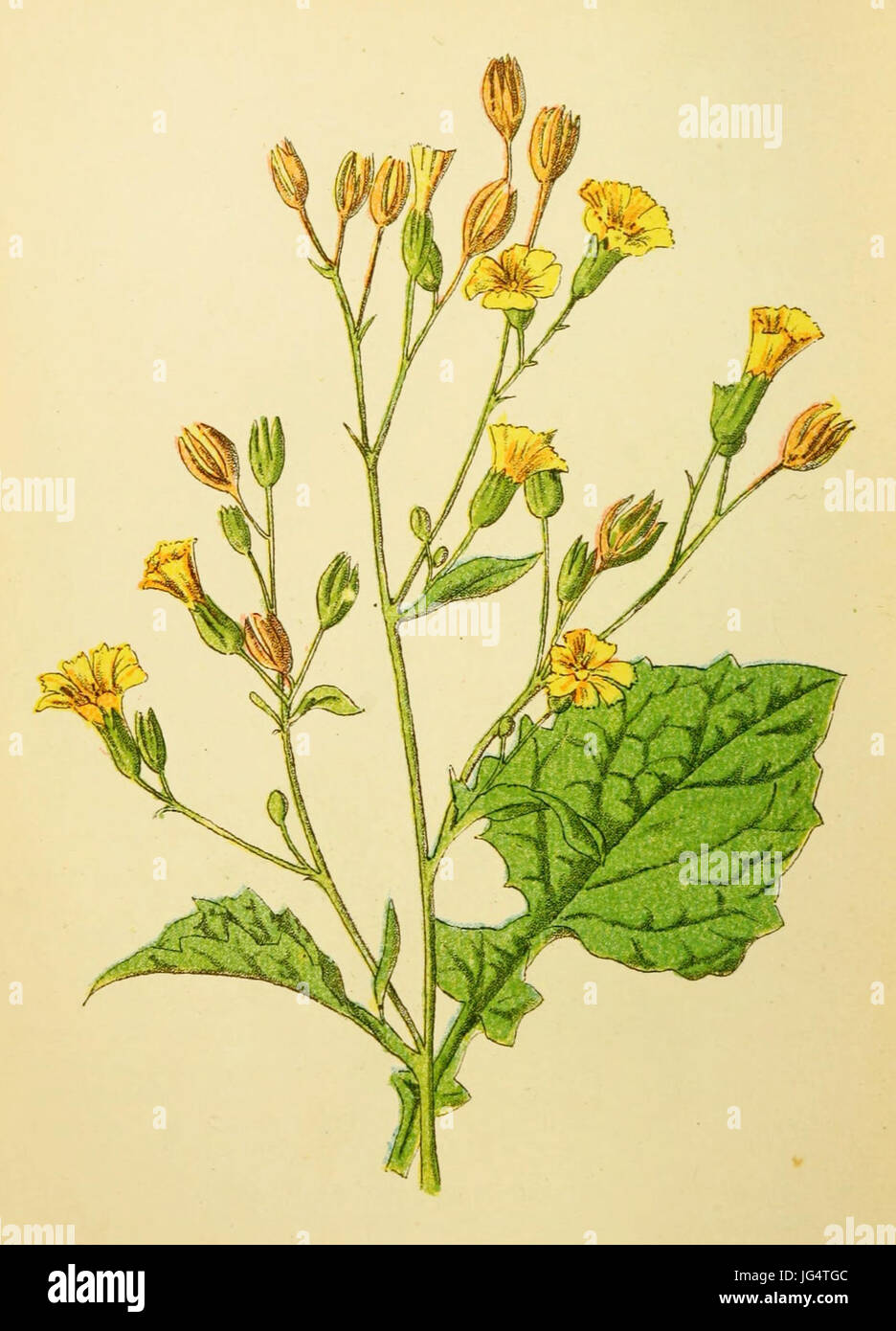 Plantenschat1898 162 76 Akkerkool. Lampsana communis Stock Photo - Alamy