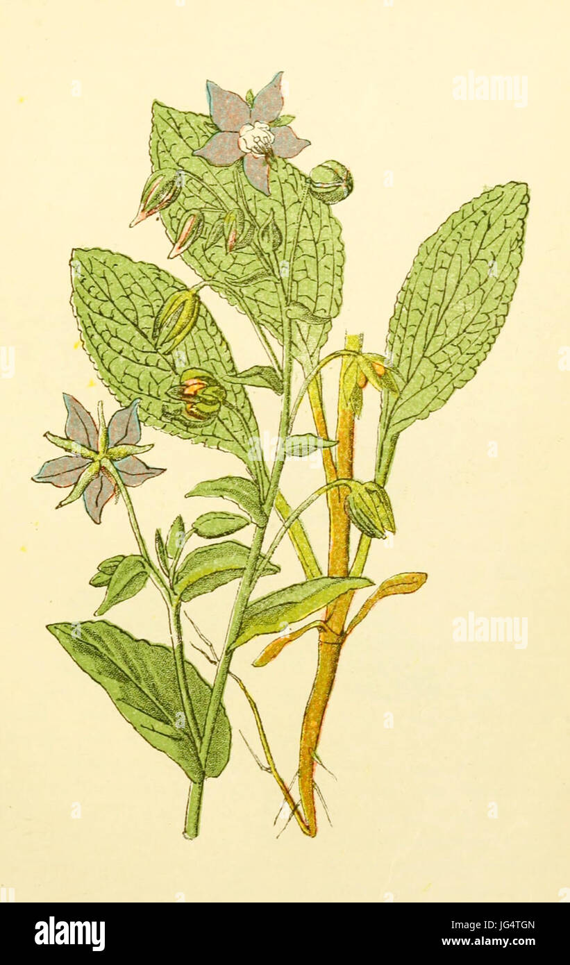 Plantenschat1898 177 83 Bernagie. Borago officinalis Stock Photo - Alamy