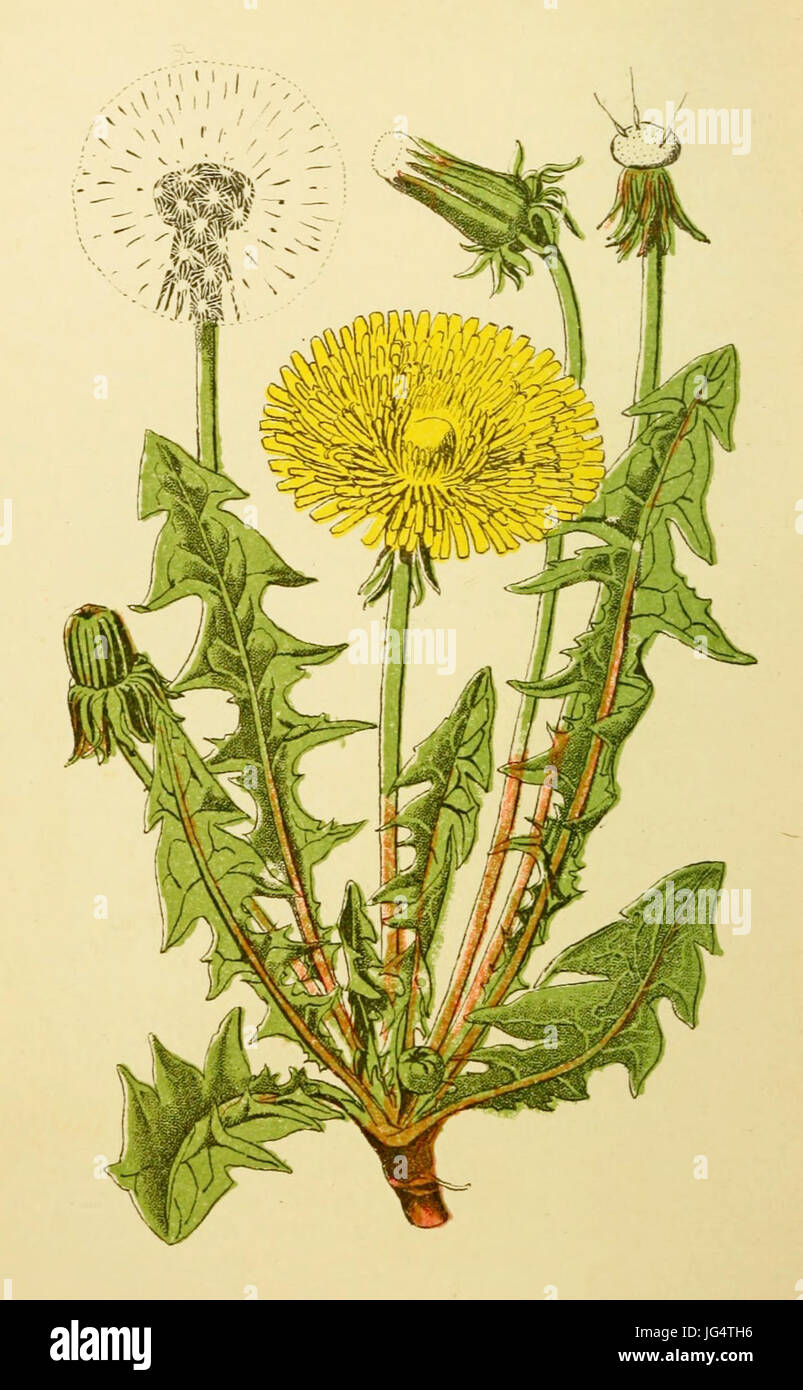 Plantenschat1898 198 94 Paardebloem. Taraxacum officinale Stock Photo ...
