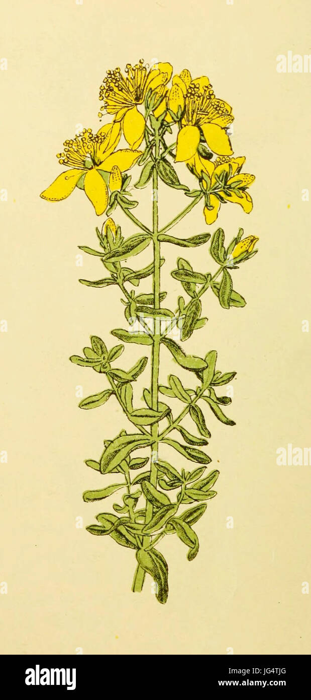Hypericum perforatum drawing hi-res stock photography and images - Alamy