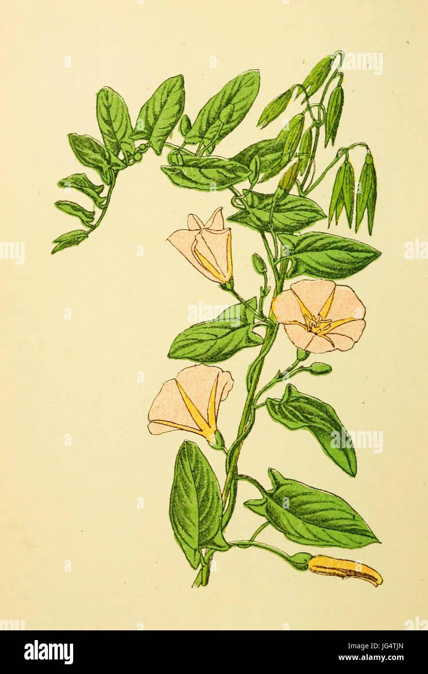 Plantenschat1898 4 132 Akkerwinde. Convolvulus arvensis Stock Photo - Alamy