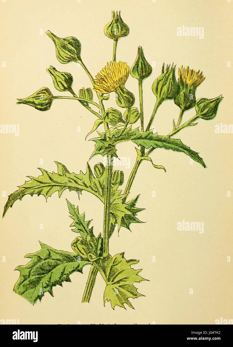 Melkdistel hi-res stock photography and images - Alamy