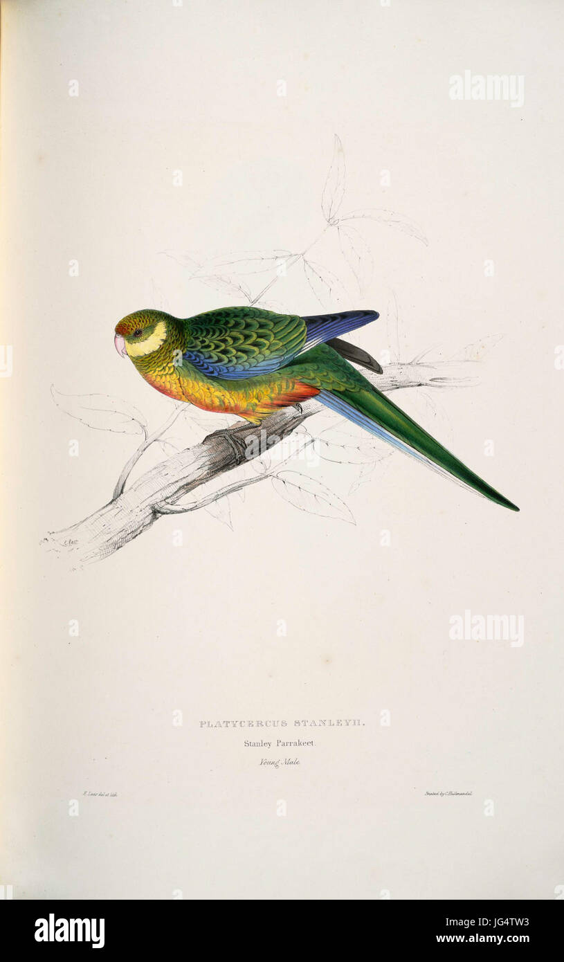 Platycercus icterotis -Platycercus stanleyii Stanley parrakeet ...