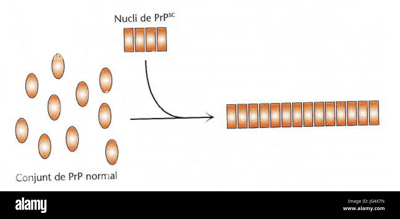 Abnormal prions hi-res stock photography and images - Alamy