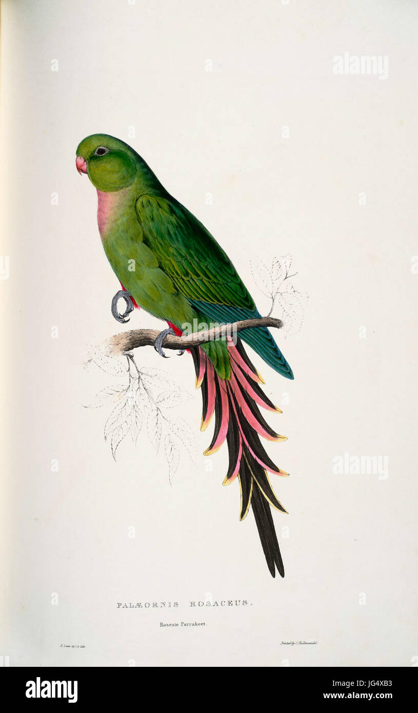 Polytelis alexandrae -Palæornis rosaceus Roseate Parrakeet -by Edward ...