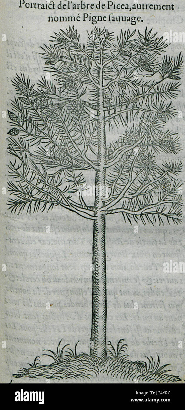 Portrait de l'arbre de Picea, autrement nommé Pigne sauvage - Belon ...
