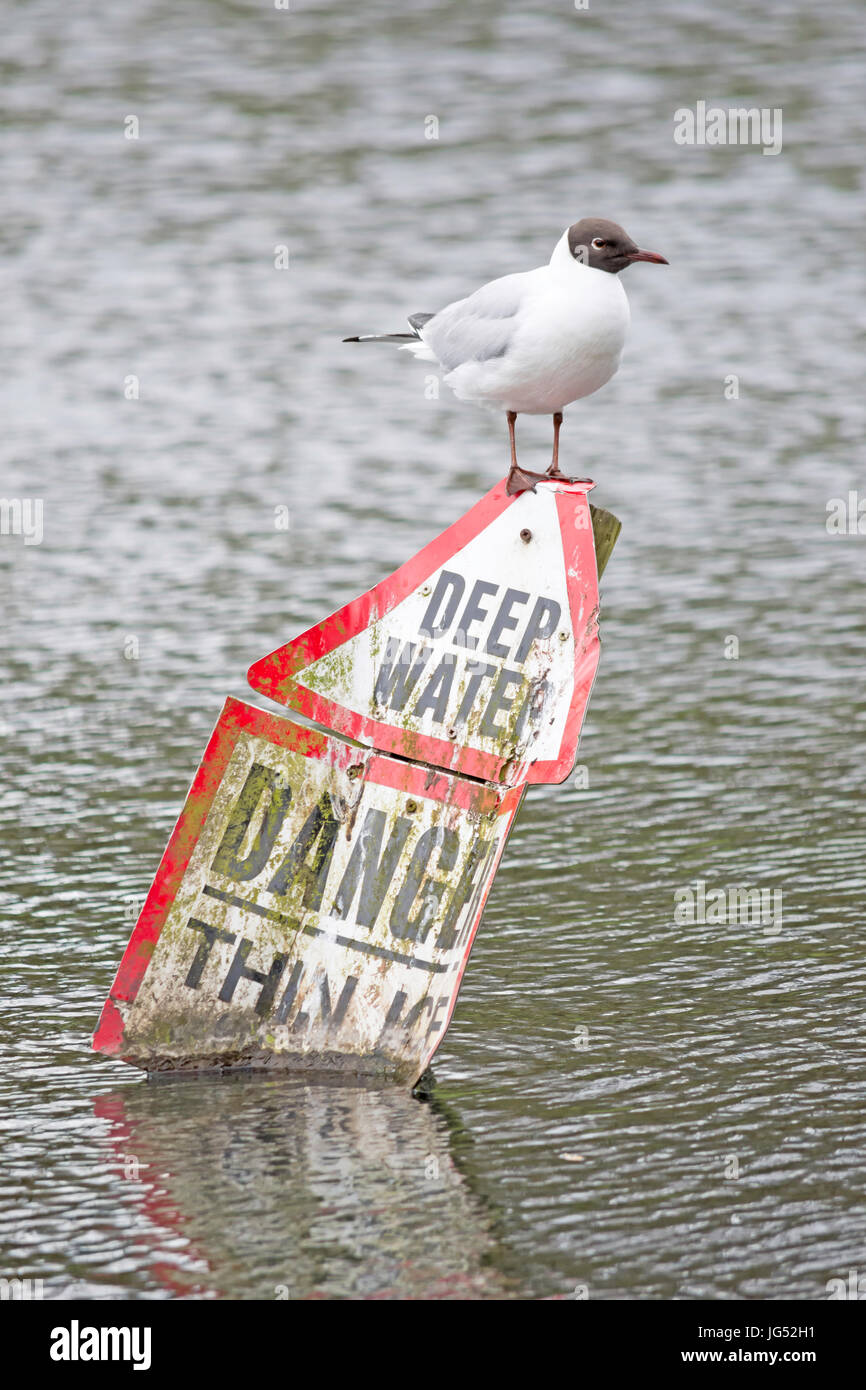 Gull wing bridge hi-res stock photography and images - Alamy