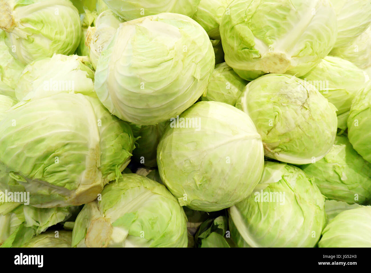 Big cabbage white hi-res stock photography and images - Alamy