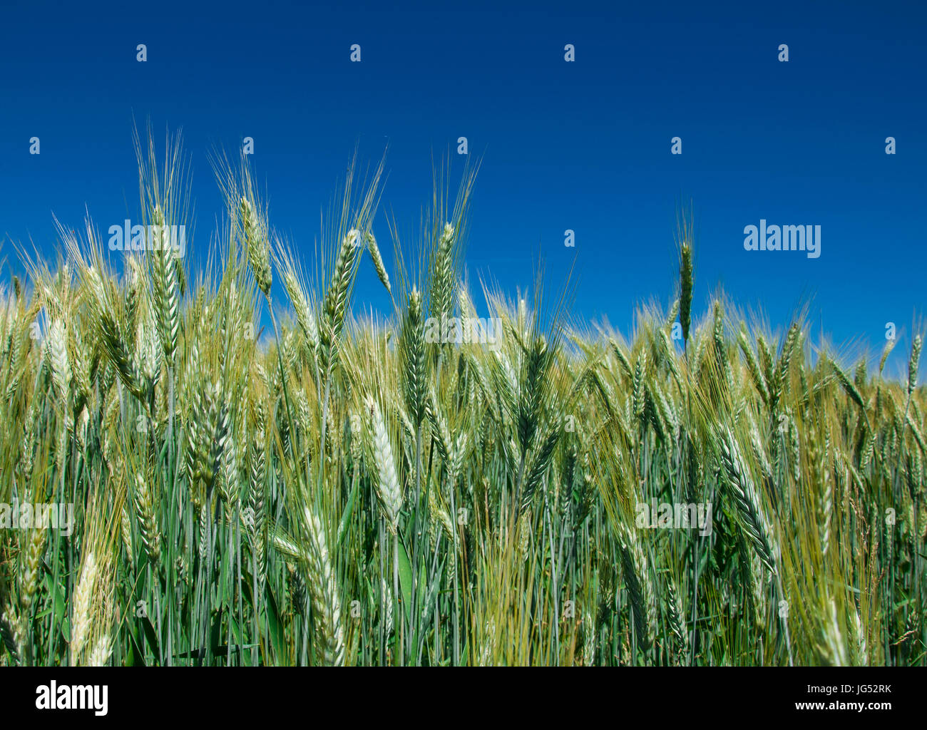 Wheat growing on the field Stock Photo - Alamy