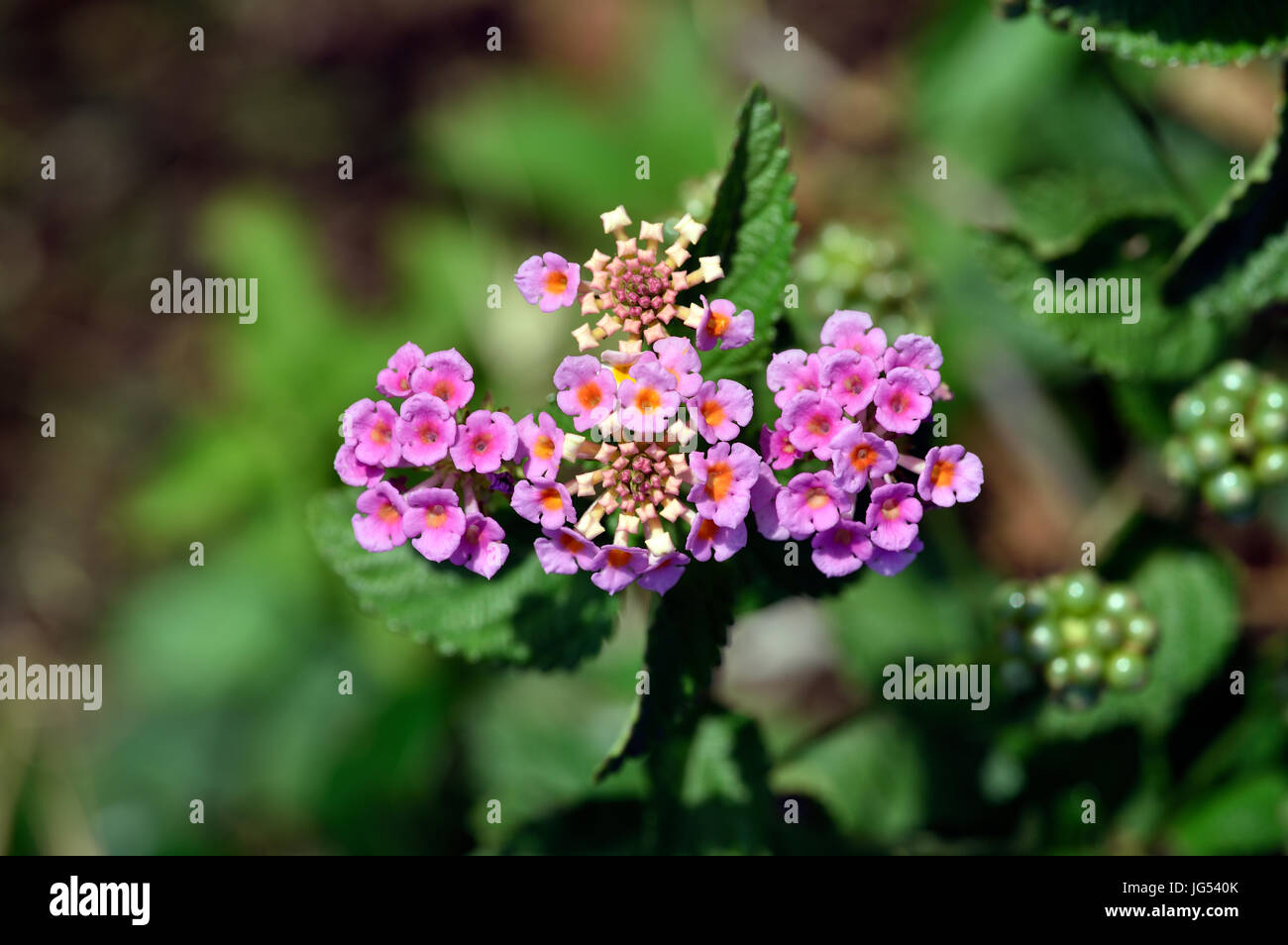Lantana camara flower Stock Photo - Alamy