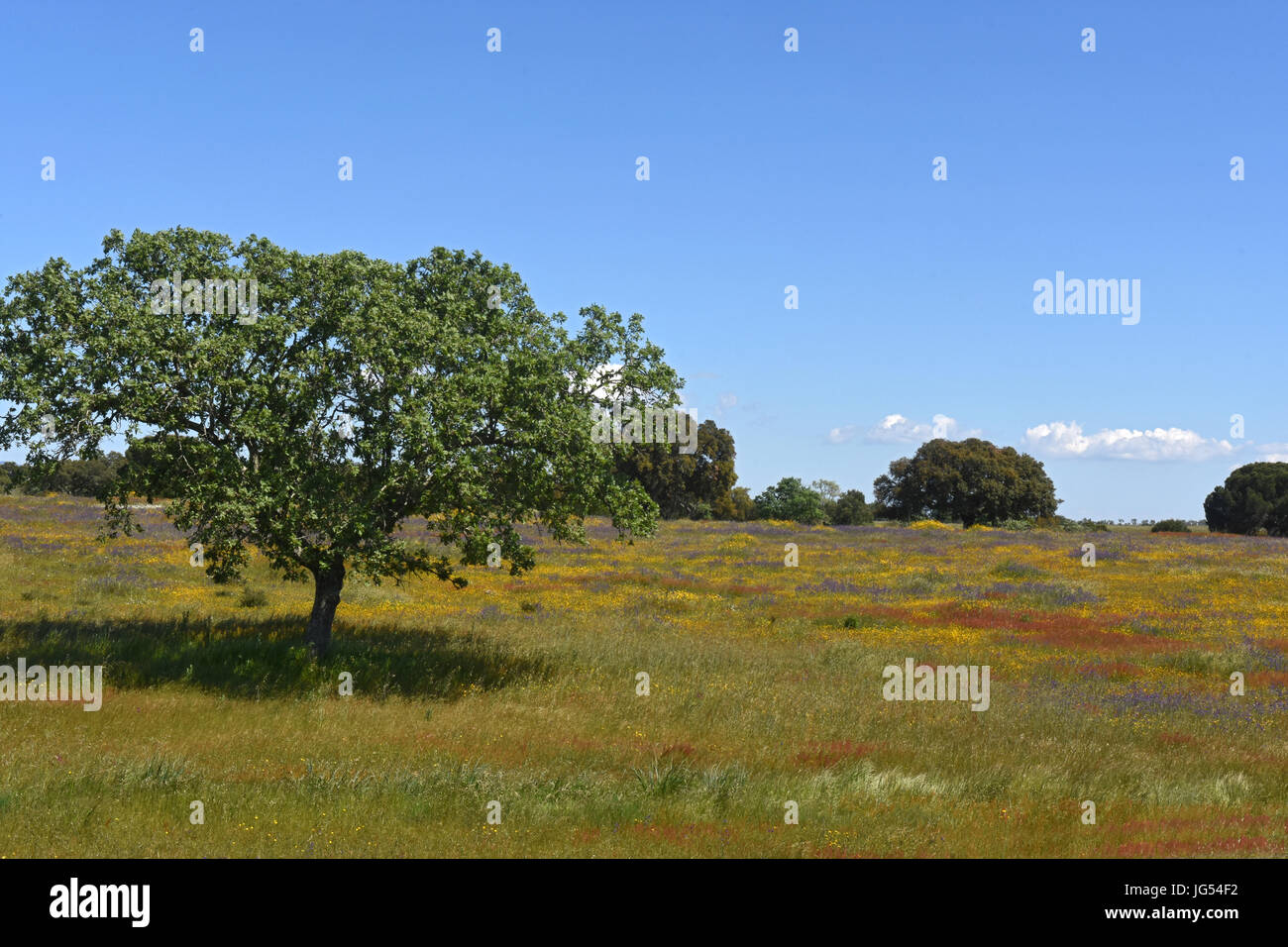 Spring landscape of Alentejo landscape between the village of Flor da ...