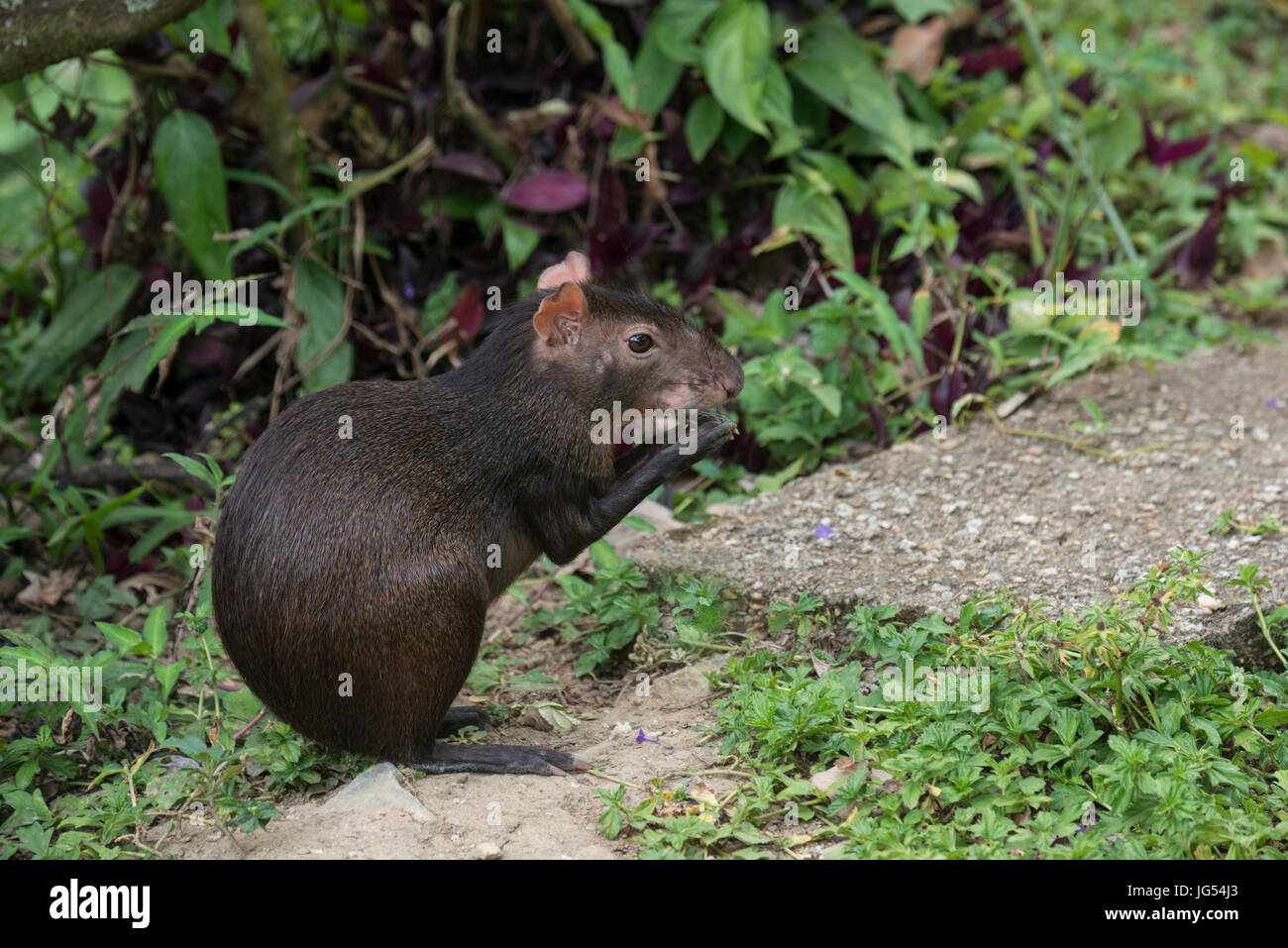 Red rumped Agouti: dasyprocta leporina. Trinidad Stock Photo - Alamy