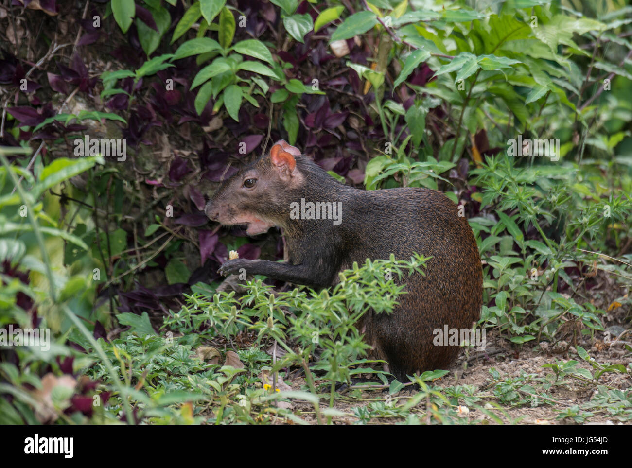 Red rumped agouti hi-res stock photography and images - Alamy
