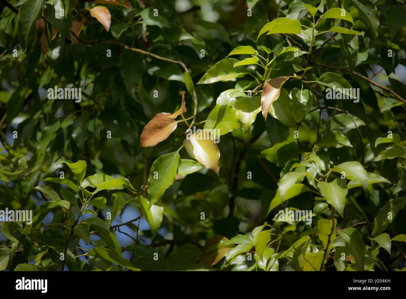 Close up Leaf of Cinnamomum camphora tree Stock Photo - Alamy