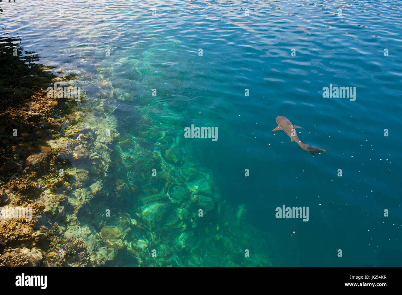 Black tipped sharks in hte crystal clear waters of the Marowo Lagoon ...