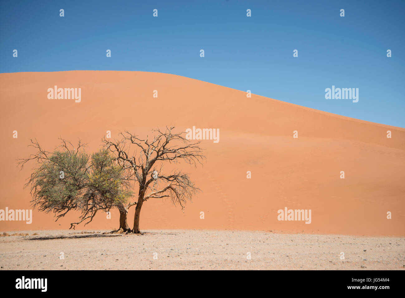 Camelthorn tree hi-res stock photography and images - Alamy