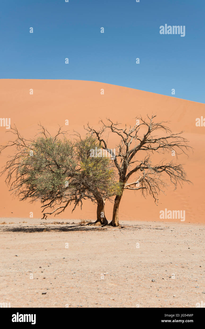 Camelthorn tree (Vachellia erioloba) in front of large sand dune, Namib ...
