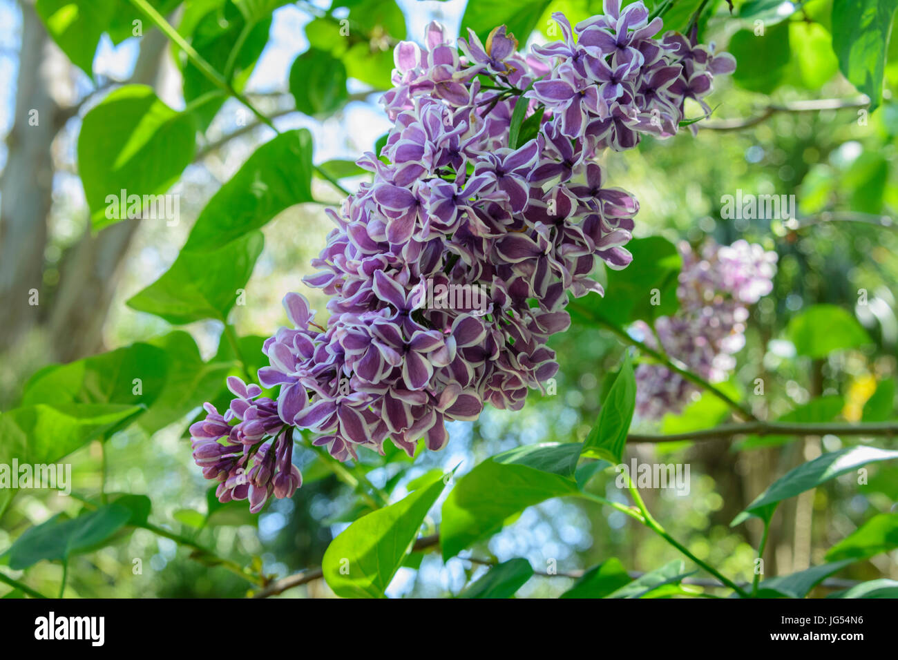 Close up of Lilac 'Sensation' flowers (Syringa vulgaris 'Sensation ...