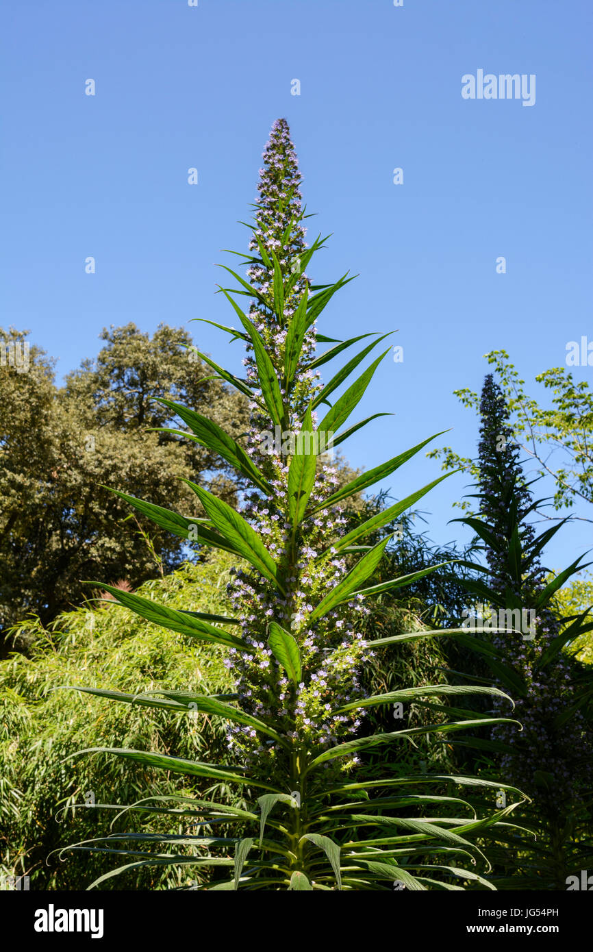Echiums hi-res stock photography and images - Alamy
