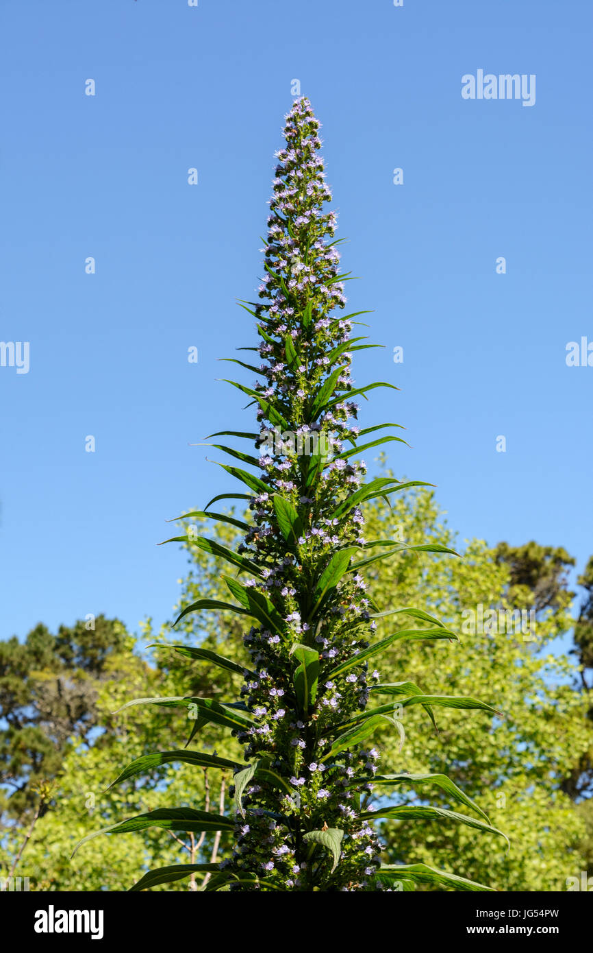Echiums hi-res stock photography and images - Alamy