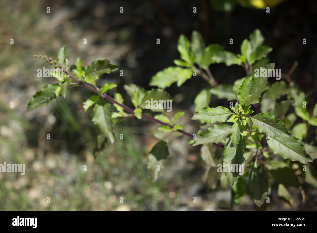 green leaf and flower of holy basil thailand herb Stock Photo - Alamy