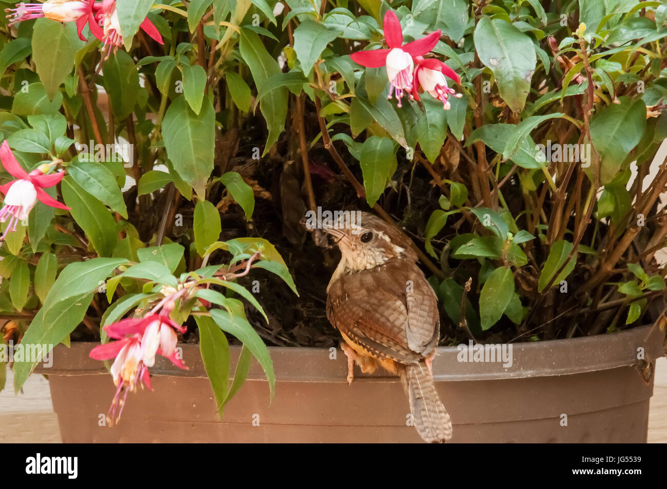 Juvenile bug hi-res stock photography and images - Alamy