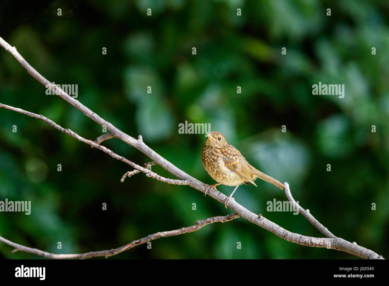Immature mottled brown fledgling Erithacus rubecula, European robin ...