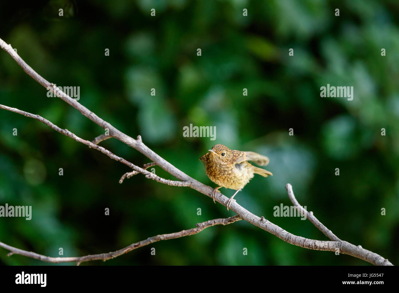 Robin fledgling hi-res stock photography and images - Alamy