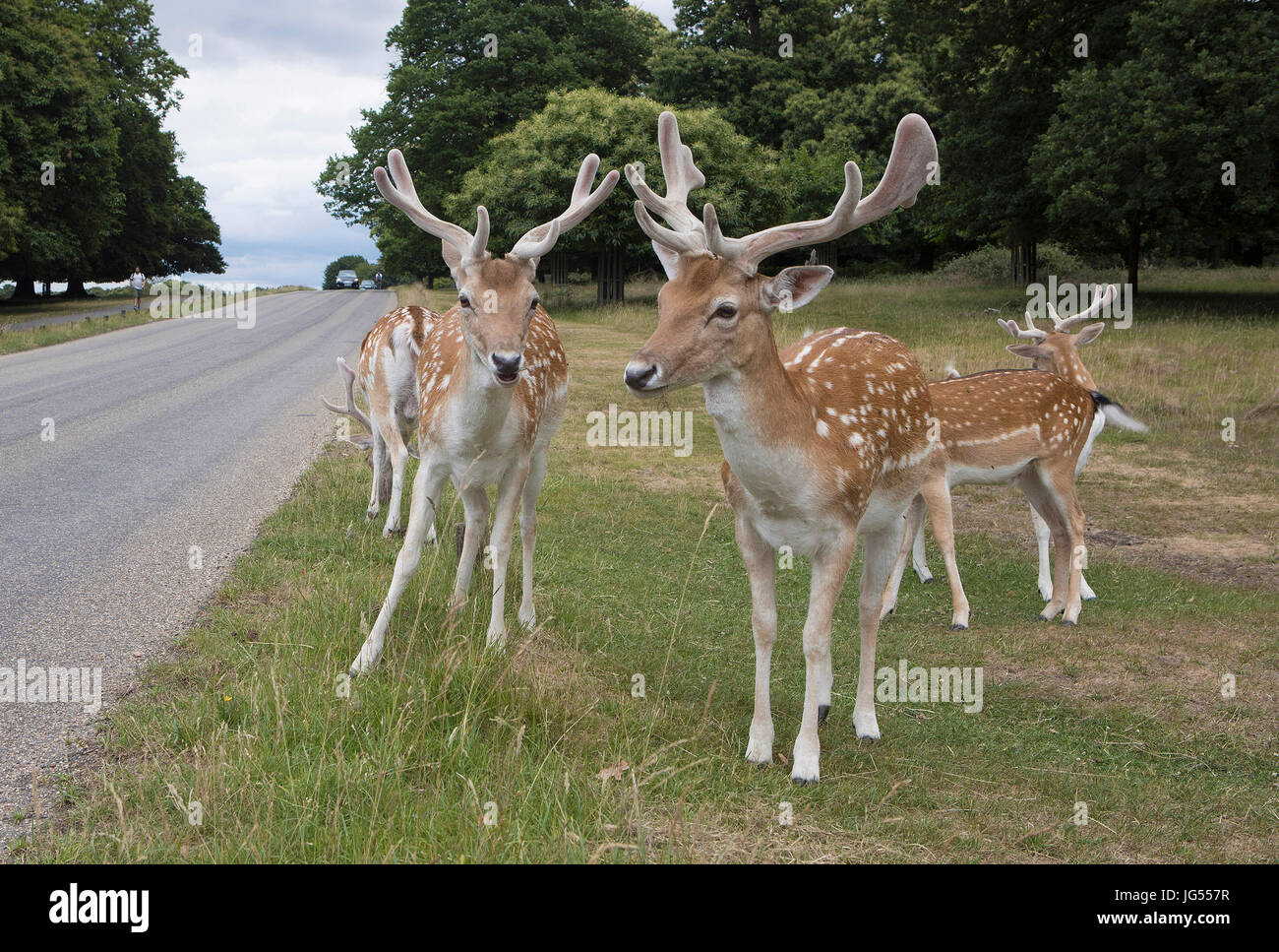 Fallow deer at Richmond Park Stock Photo - Alamy