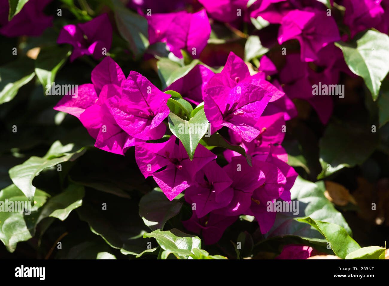 Bougainvillea bract hi-res stock photography and images - Alamy