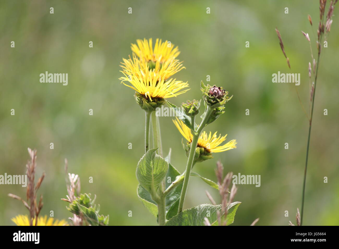 Yellow flowers of medicinal plant Elecampane (Inula helenium) or horse ...