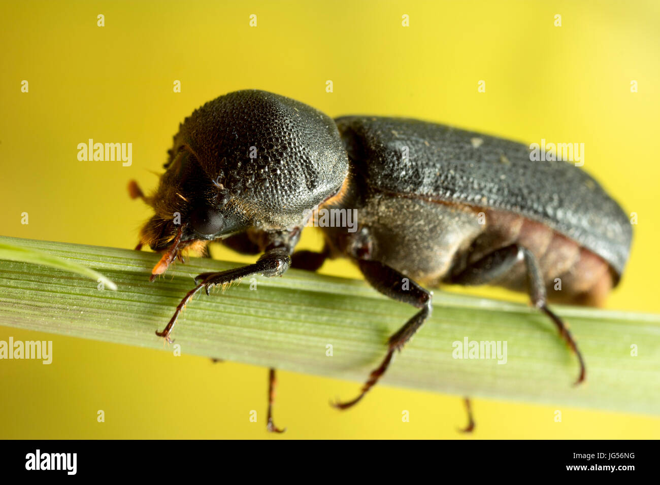 Closeup black beetle hi-res stock photography and images - Alamy