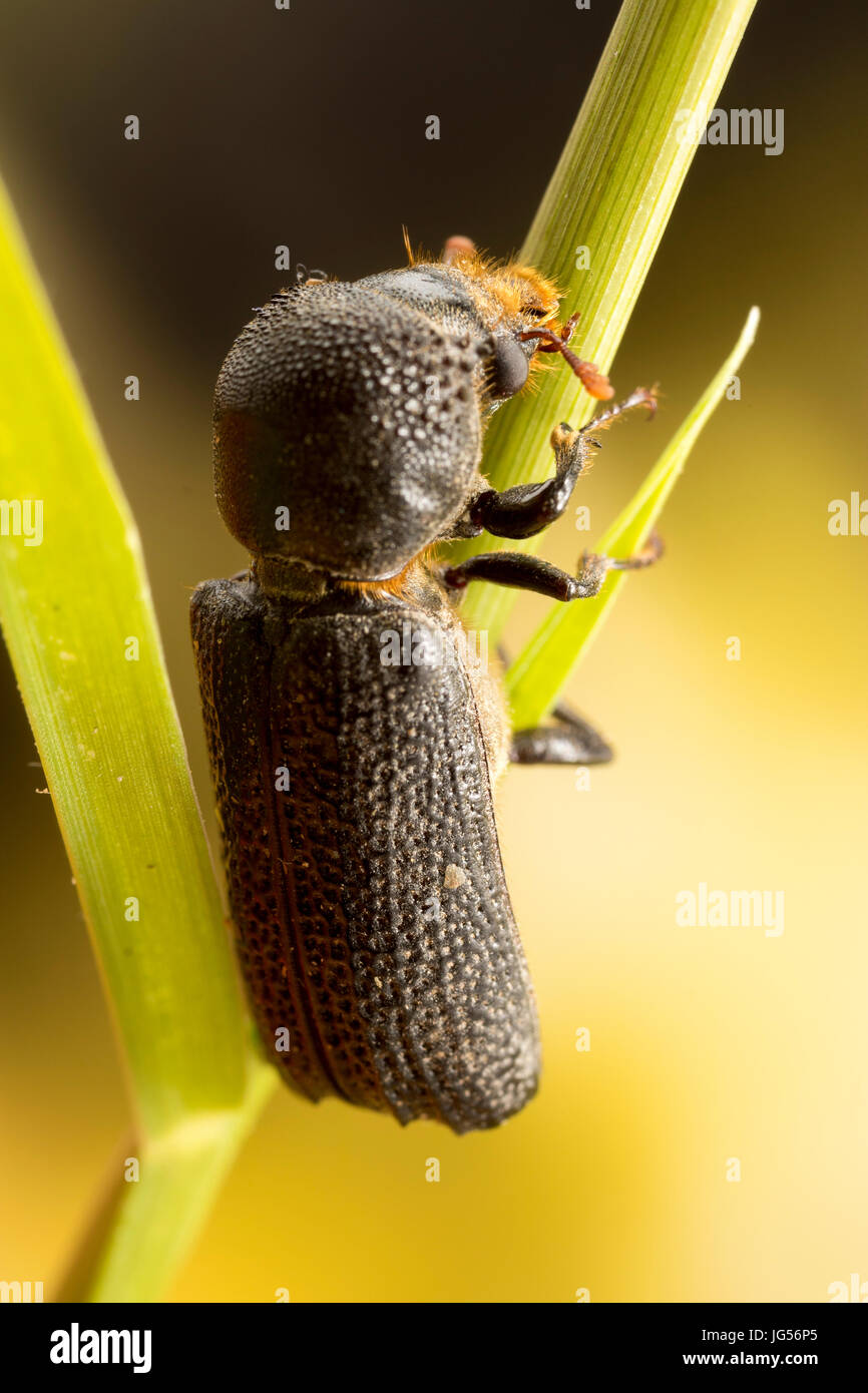 Closeup black beetle hi-res stock photography and images - Alamy