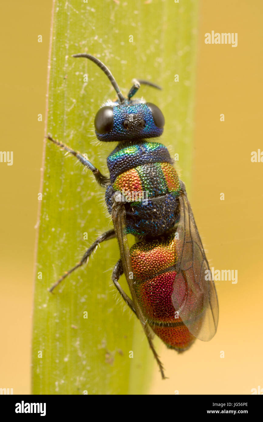 Cuckoo wasp: a parasitic wasp that lays its eggs in other wasp's nest ...