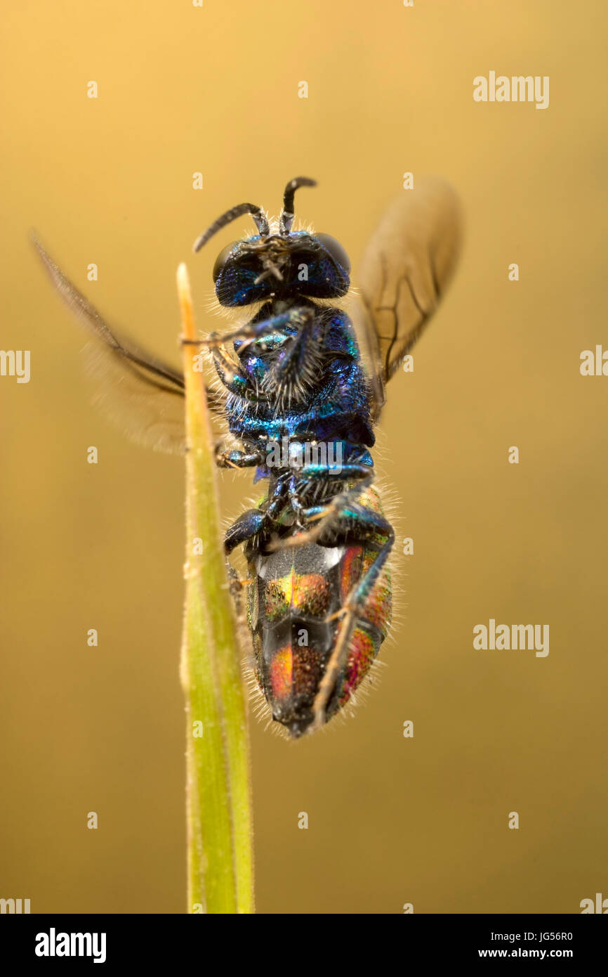 Cuckoo wasp, nest hi-res stock photography and images - Alamy