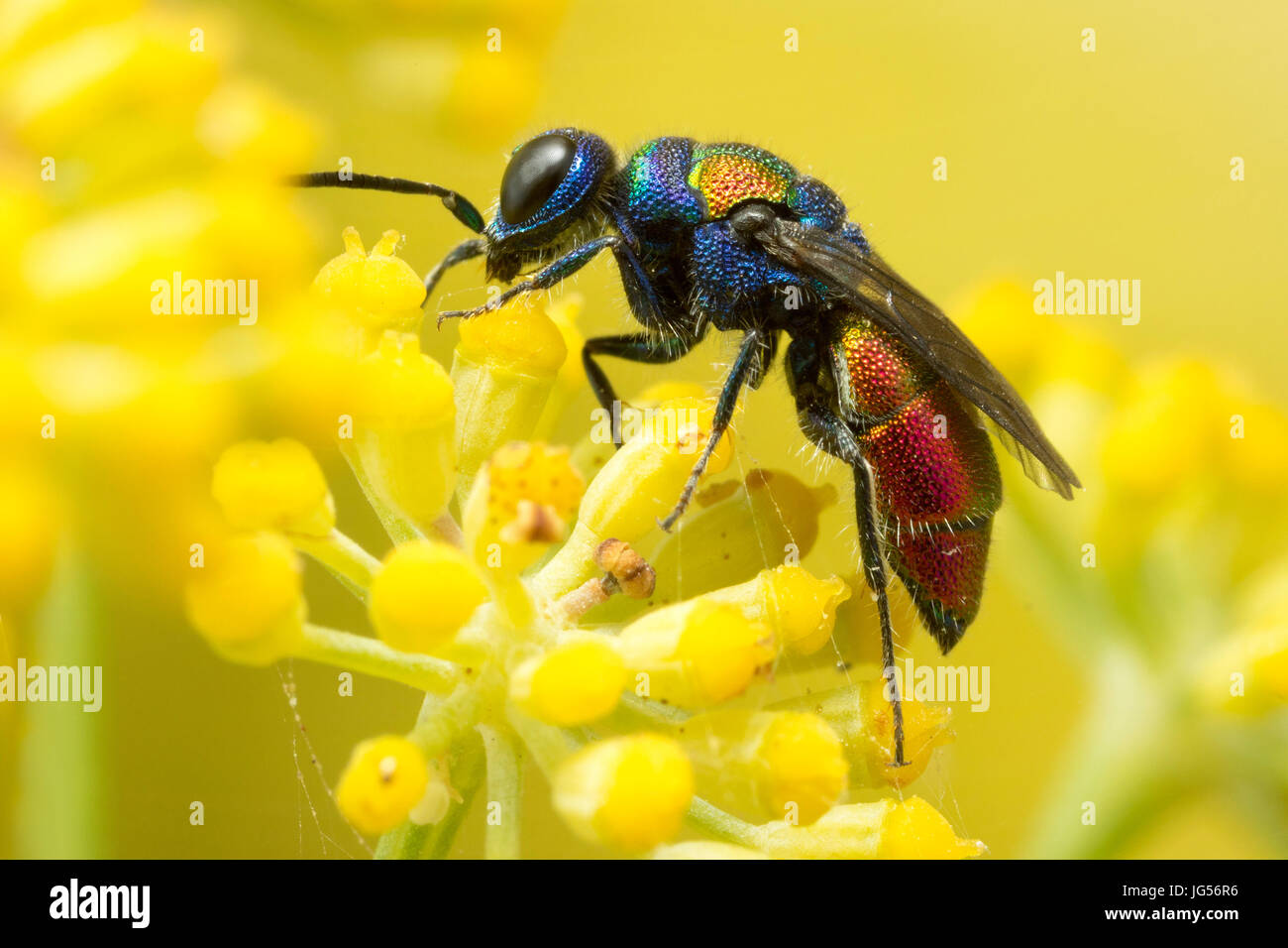 Cuckoo wasp: a parasitic wasp that lays its eggs in other wasp's nest ...