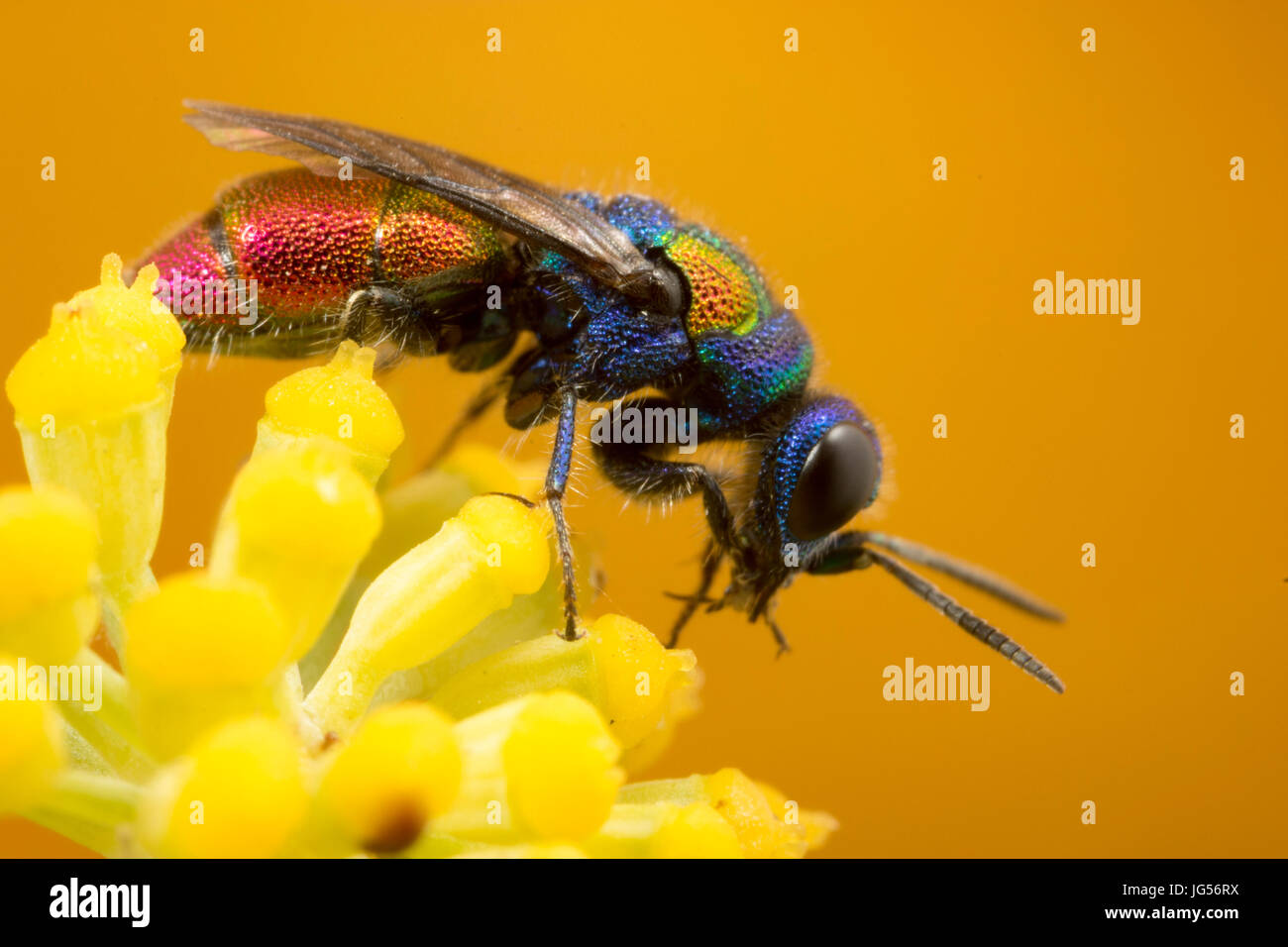 Cuckoo wasp: a parasitic wasp that lays its eggs in other wasp's nest ...