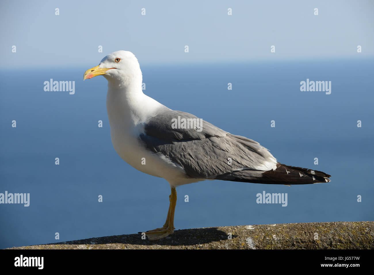 One seagull in the beach in Italy Stock Photo - Alamy