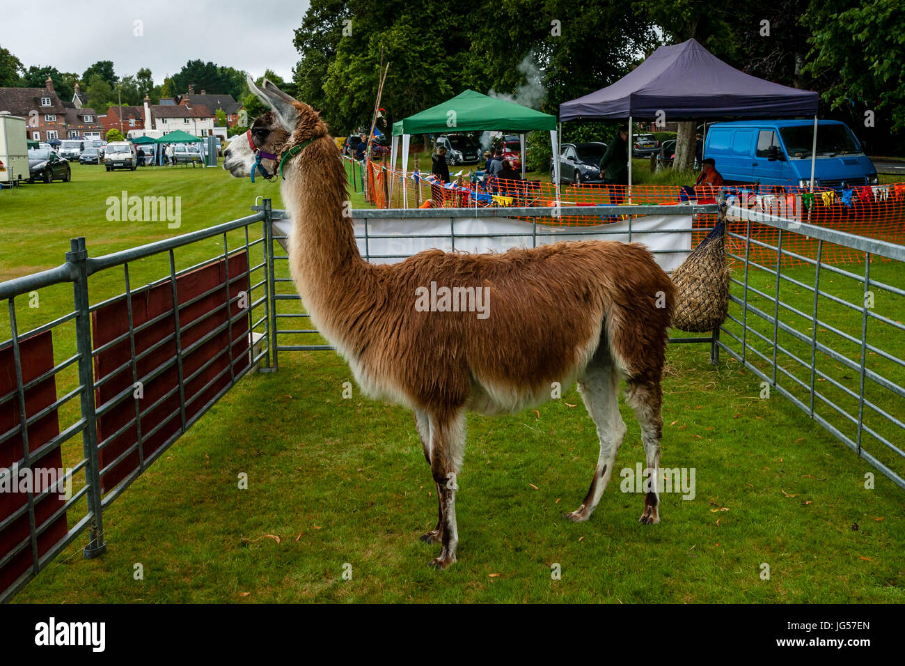 Llamas On Display, Nutley Village Fete, Nutley, Sussex, UK Stock Photo ...