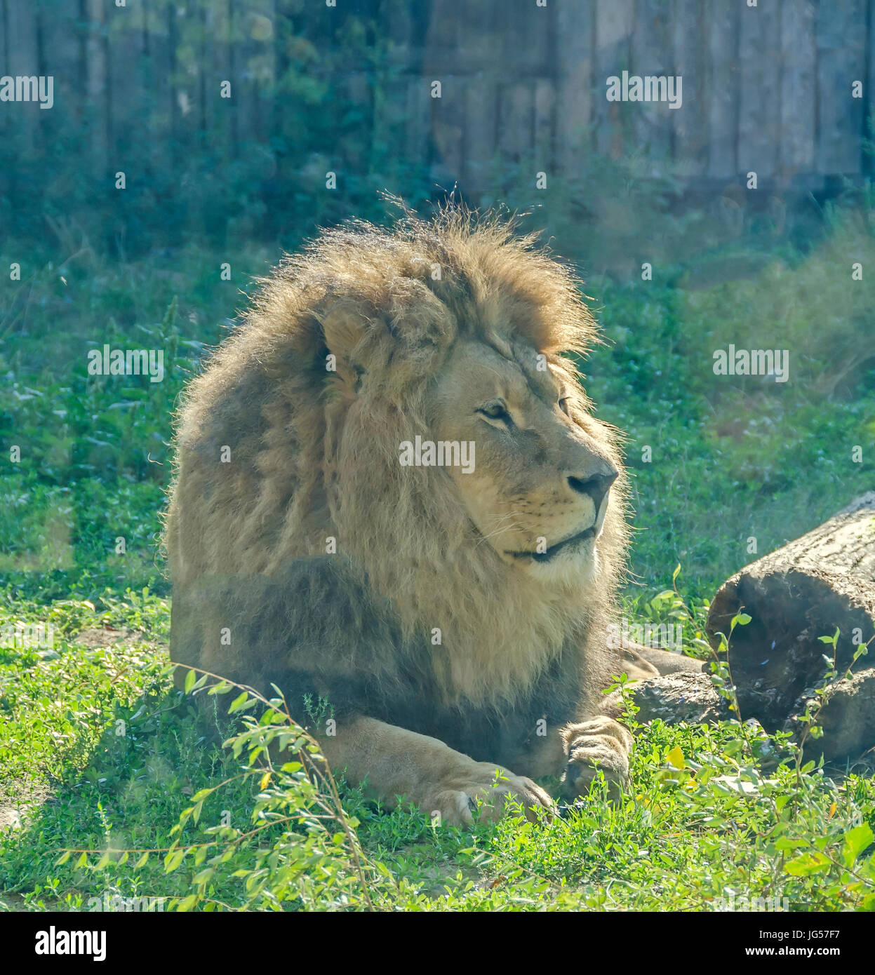 Brown lion at the zoo garden, green grass, sun rays, sitting, close up ...